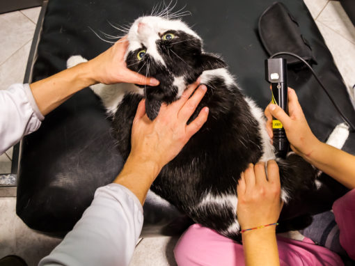 Veterinarian Laser Therapy | Pet Care Clinic Of Doral